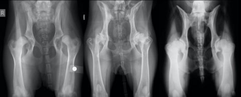 RTG psa - jak przygotować zwierzę do badania?